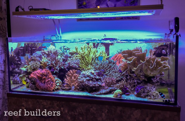 Marta Spano’s one year old reef tank puts all others to shame | Reef ...