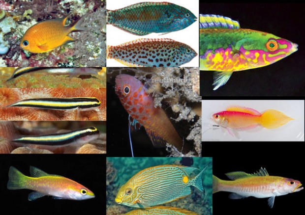 Top 10 new fish species of 2014 | Reef Builders | The Reef and ...