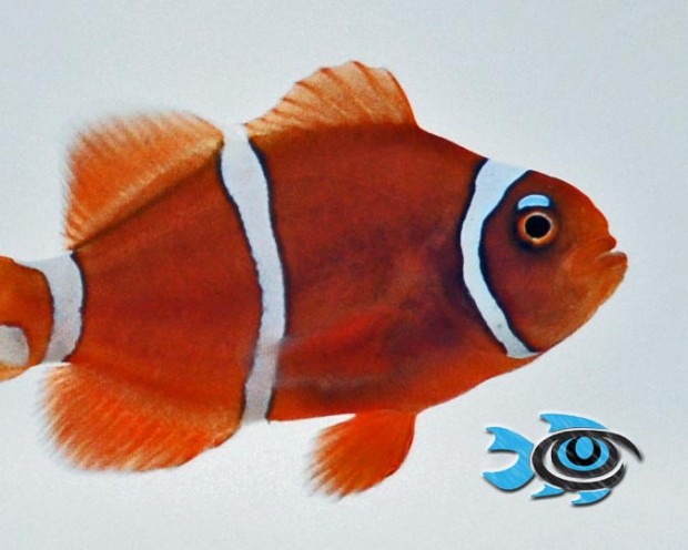 Fisheye Aquaculture’s Pearl Eye Gold Flake Maroon Clownfish | Reef ...