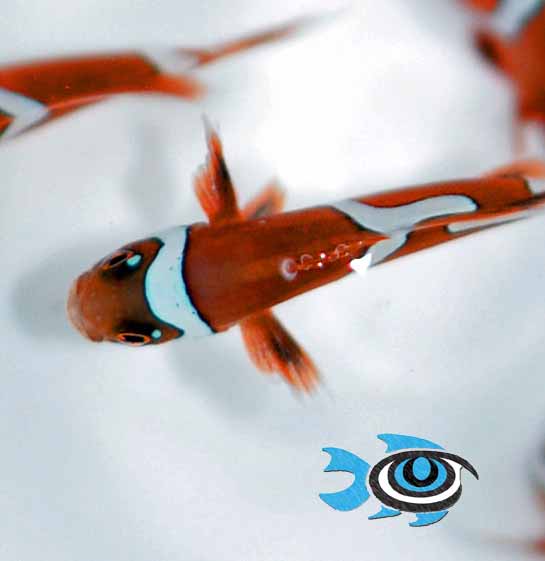 Fisheye Aquaculture’s Pearl Eye Gold Flake Maroon Clownfish | Reef ...