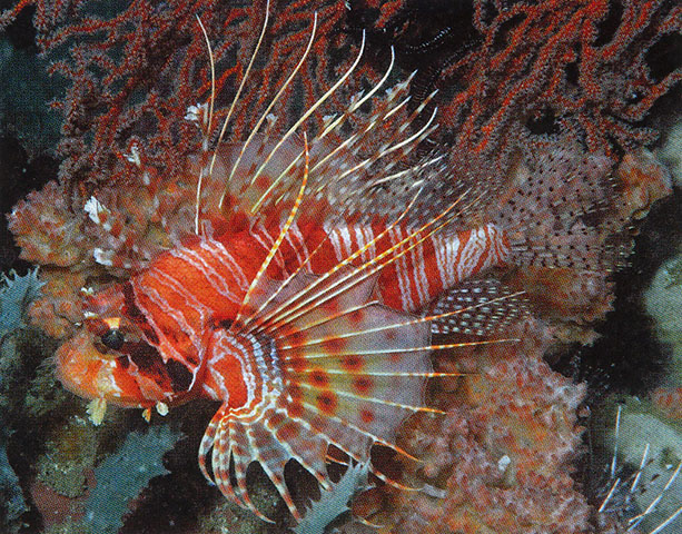 Pterois paucispinula: Mombasa lionfish is split into two species | Reef ...