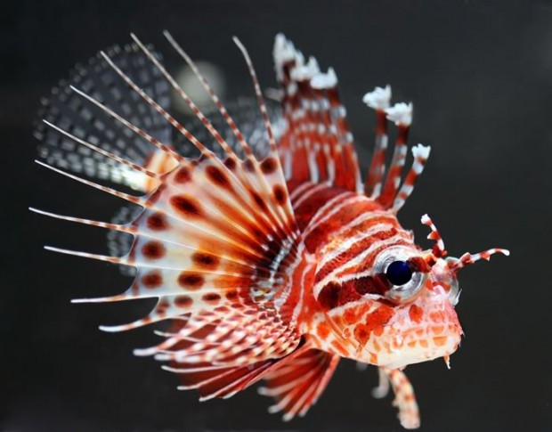 Pterois paucispinula: Mombasa lionfish is split into two species | Reef ...
