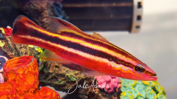 Liopropoma fasciatum takes the title of 2014’s fish of the year | Reef ...
