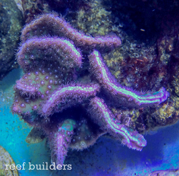 Turbinaria bifrons is the rarest stony coral you’ve never heard of ...