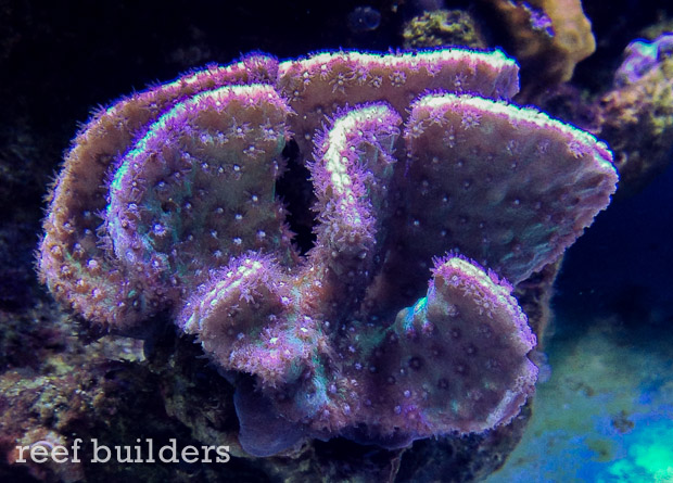 Turbinaria bifrons is the rarest stony coral you’ve never heard of ...