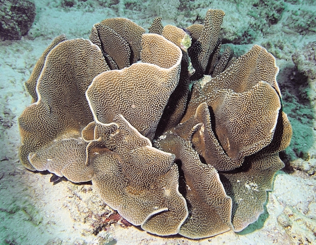 Turbinaria bifrons is the rarest stony coral you’ve never heard of ...