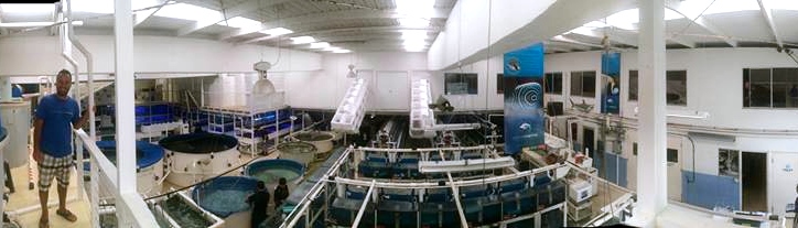 Reef Builders x Cairns Marine: A visit to the facility | Reef Builders ...