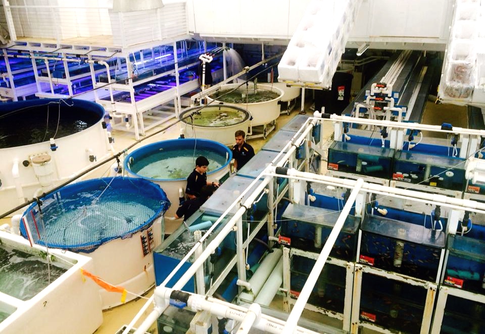 Reef Builders x Cairns Marine: A visit to the facility | Reef Builders ...