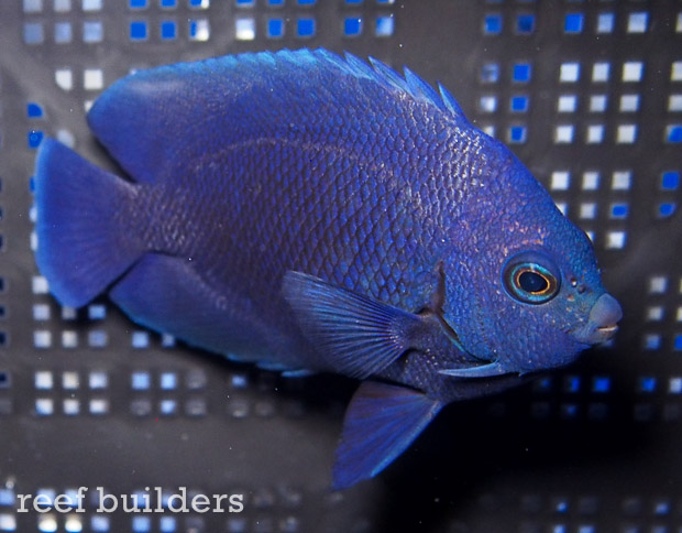 Centropyge deborae can be a beautiful pygmy angelfish (in the right ...