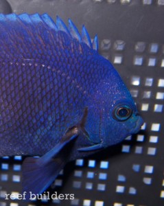 Centropyge deborae can be a beautiful pygmy angelfish (in the right ...