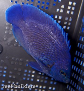 Centropyge deborae can be a beautiful pygmy angelfish (in the right ...