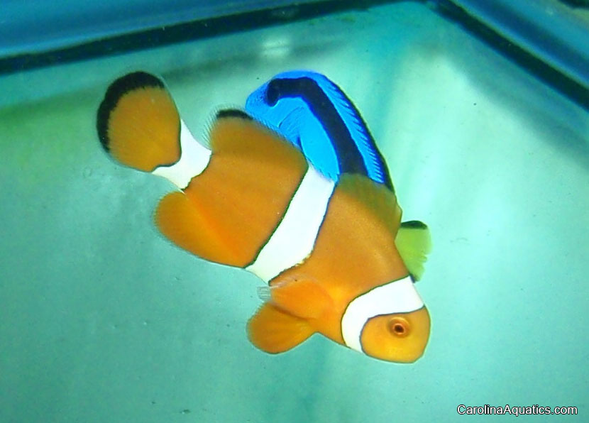 Citron Clownfish—Bali Aquarich’s New Intergeneric Hybrid Anemonefish ...
