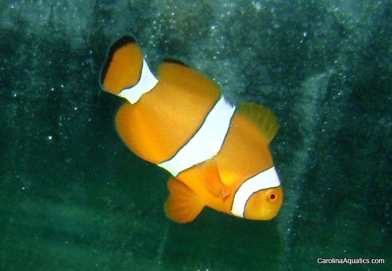 Citron Clownfish—Bali Aquarich’s New Intergeneric Hybrid Anemonefish ...