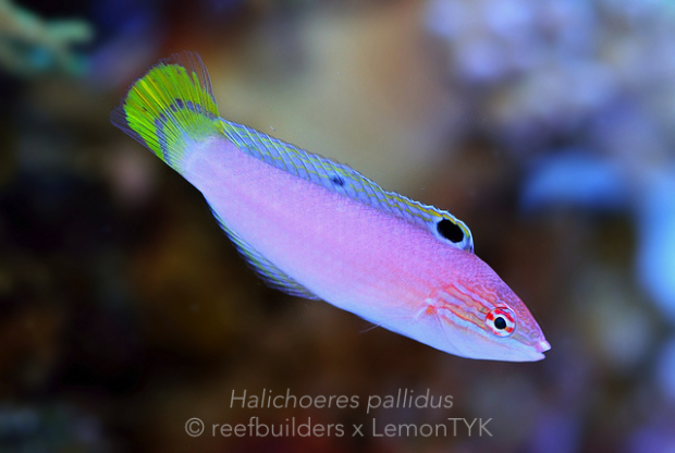 Awesome Fish Spotlight: What do you call a pig that cannot oink? | Reef ...