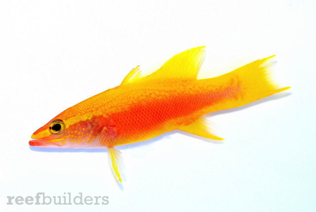 Awesome Fish Spotlight: Lavish Liopropoma, the Golden Basslet | Reef ...