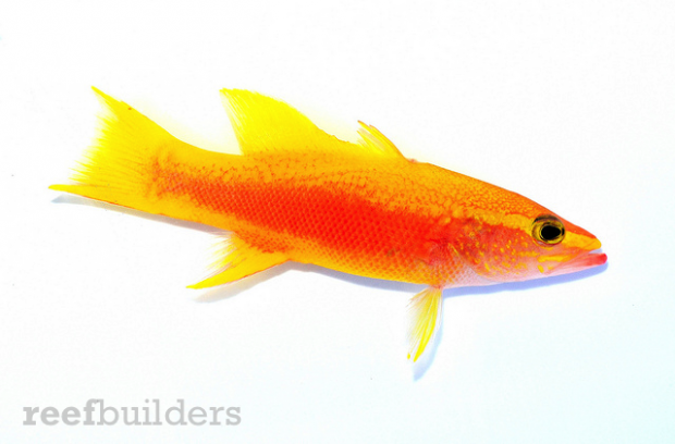 Awesome Fish Spotlight: Lavish Liopropoma, the Golden Basslet | Reef ...