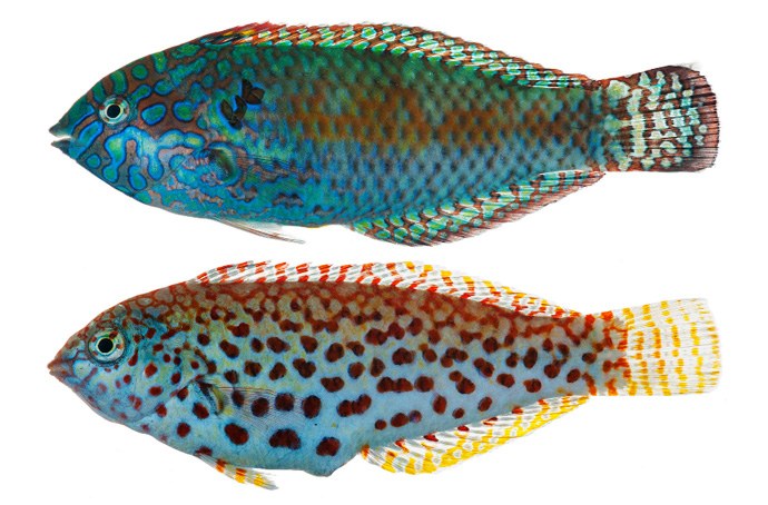 What’s in a name? | Reef Builders | The Reef and Saltwater Aquarium Blog