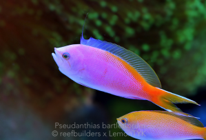 Reef Nuggets 5: Pseudanthias and notes regarding feeding and husbandry ...