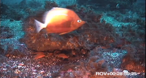 First look at the incredible fish of Grattan Seamount | Reef Builders ...