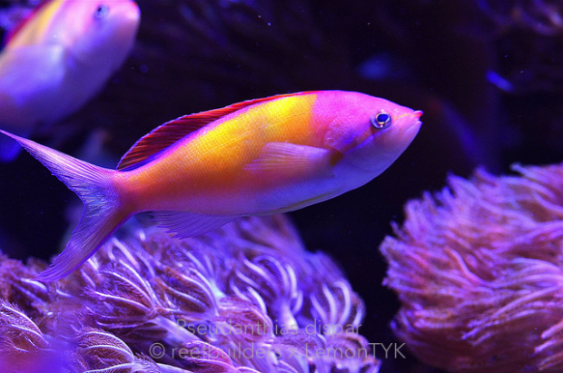 Reef Nuggets 5: Pseudanthias and notes regarding feeding and husbandry ...