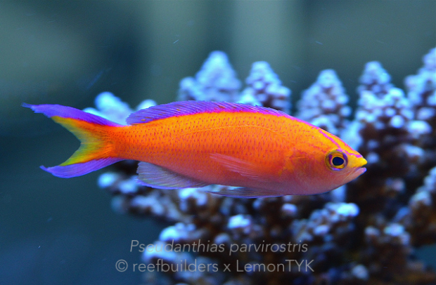 Reef Nuggets 5: Pseudanthias and notes regarding feeding and husbandry ...
