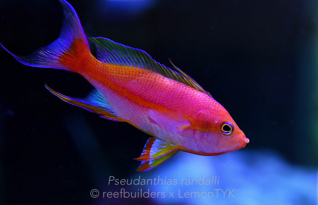 Reef Nuggets 5: Pseudanthias and notes regarding feeding and husbandry ...