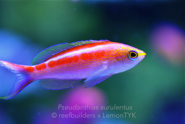 Reef Nuggets 5: Pseudanthias and notes regarding feeding and husbandry ...