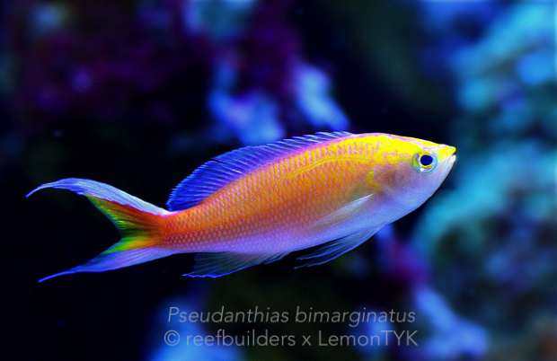 Reef Nuggets 5: Pseudanthias and notes regarding feeding and husbandry ...