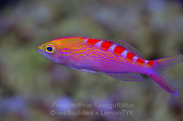 Reef Nuggets 5: Pseudanthias and notes regarding feeding and husbandry ...