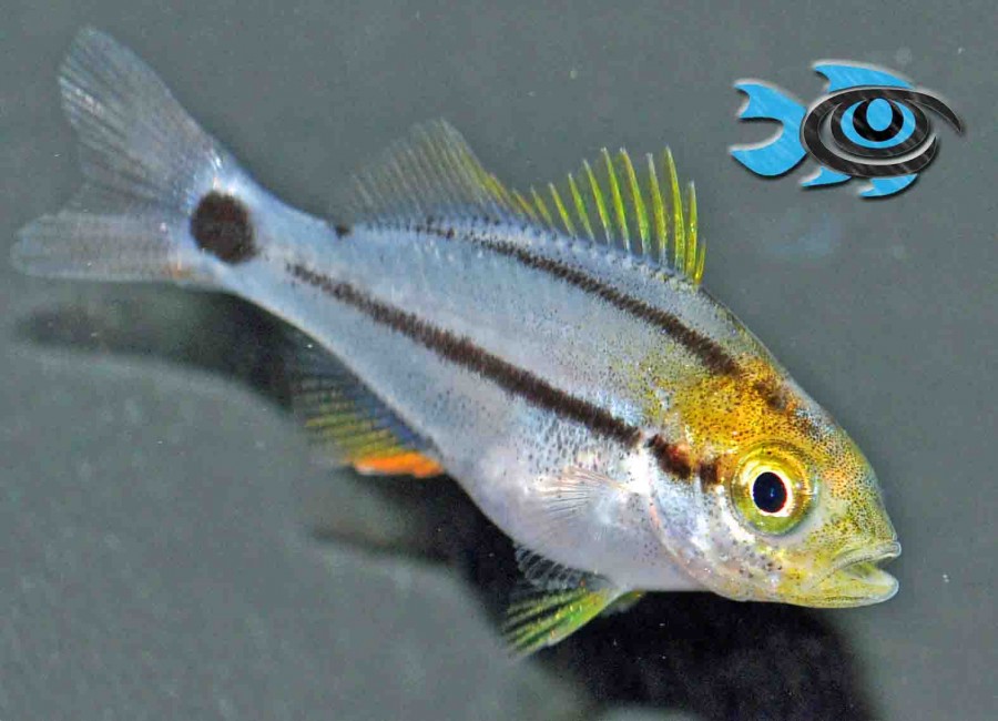 Fisheye Aquaculture’s Captive-Bred Porkfish - Commercially Available ...