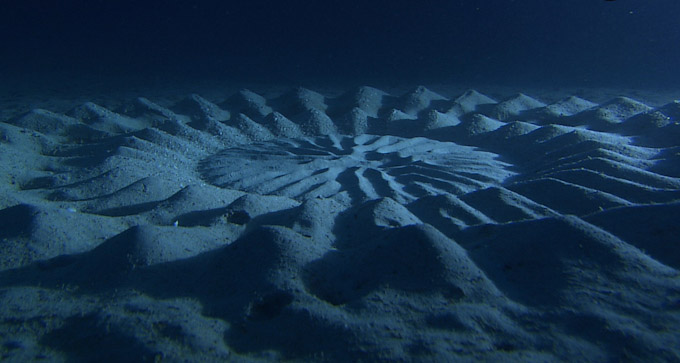 Underwater crop circle-building pufferfish officially described as ...
