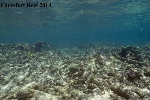 Caribbean Coral Reefs used to be made up of fields of coral | Reef ...