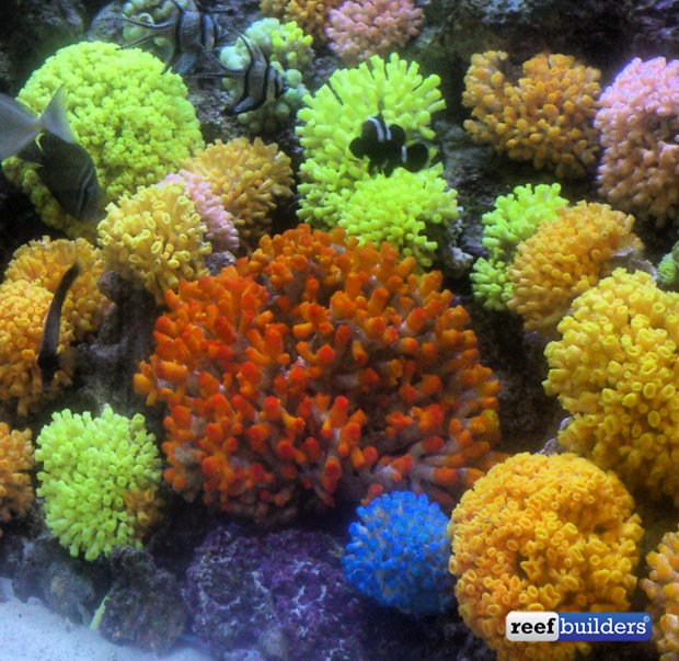 The Persian Gulf is hiding a treasure trove of brilliant Azoox corals ...