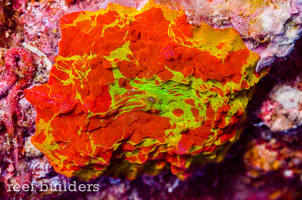 “Eclectus” mushroom anemone takes Jawbreaker shrooms to a whole new ...