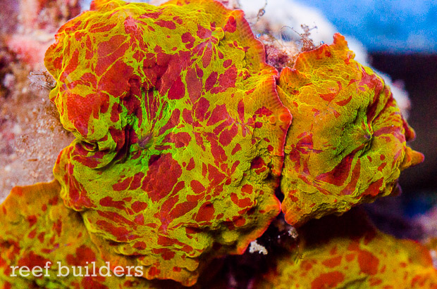 “Eclectus” mushroom anemone takes Jawbreaker shrooms to a whole new ...