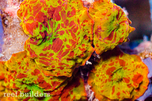“Eclectus” mushroom anemone takes Jawbreaker shrooms to a whole new ...