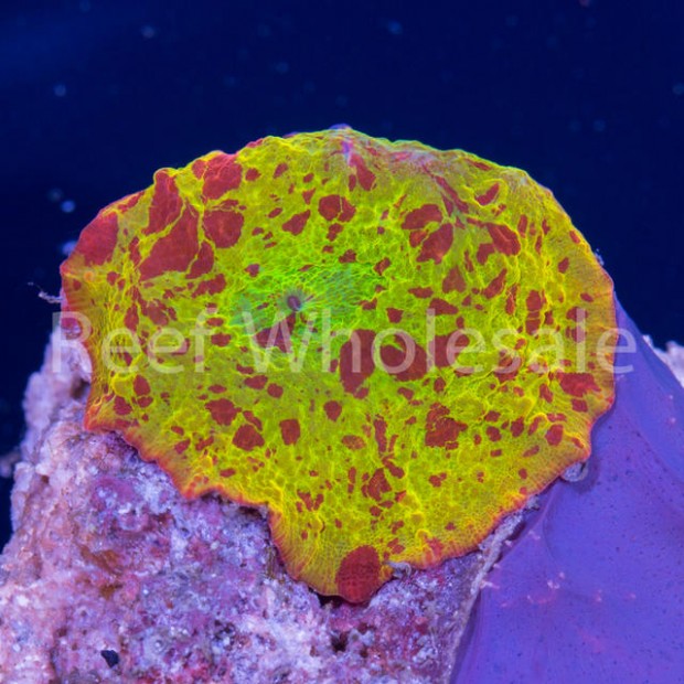 First Eclectus Mushroom touches down safely in North America | Reef ...