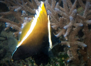 The Horned Bannerfish: Little Color but Lots of Character | Reef ...