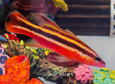 Rainbow basslet video shows the full glory of Liopropoma fasciatum ...