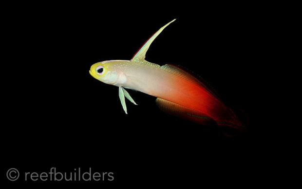 Amazing First Pictures of Helfrich Firefish Hybrid (Updated w/ Video ...