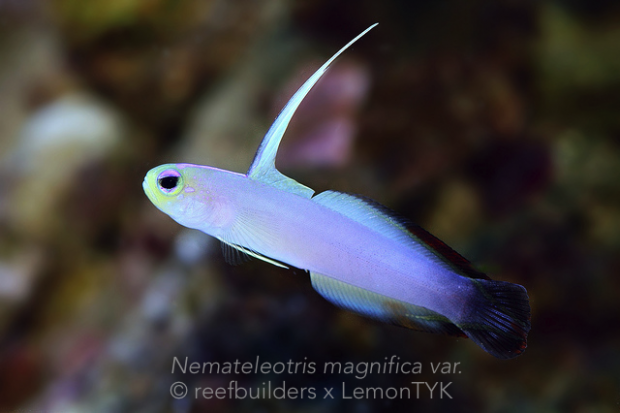 Monochrome magnifica, the almost magnificent fire fish | Reef Builders ...