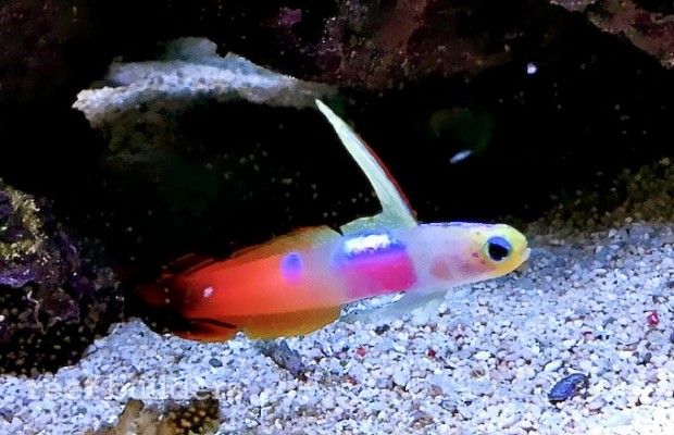 Monochrome magnifica, the almost magnificent fire fish | Reef Builders ...