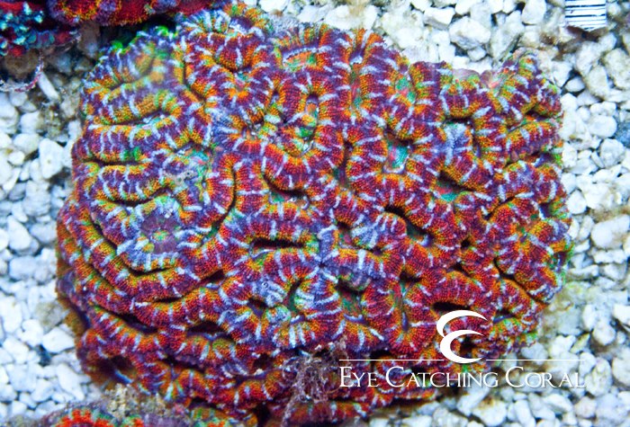 Rainbow Corals: The Master Aquarium List | Reef Builders | The Reef and ...