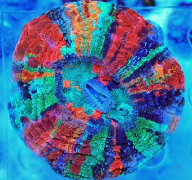 Rainbow Corals: The Master Aquarium List | Reef Builders | The Reef and ...