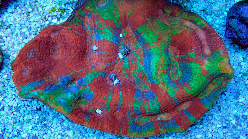 Rainbow Corals: The Master Aquarium List | Reef Builders | The Reef and ...