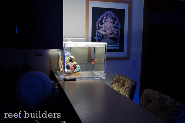 Temporary quarantine tank can make a fascinating display | Reef ...