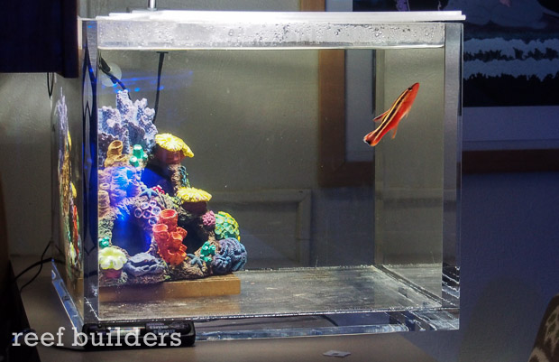 Temporary quarantine tank can make a fascinating display | Reef ...