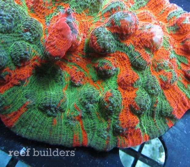 Rainbow Corals: The Master Aquarium List | Reef Builders | The Reef and ...