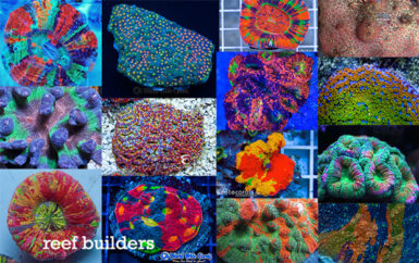 Rainbow Corals: The Master Aquarium List | Reef Builders | The Reef and ...
