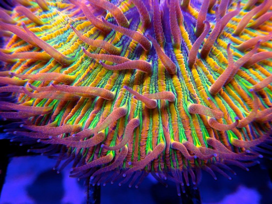 Rainbow Corals: The Master Aquarium List | Reef Builders | The Reef and ...